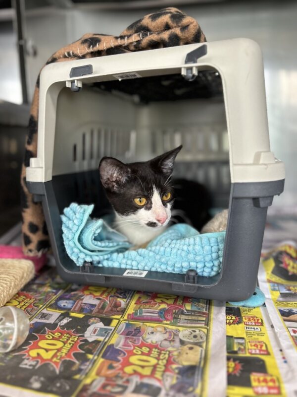 RSPCA Hunter Shelter - PetRescue