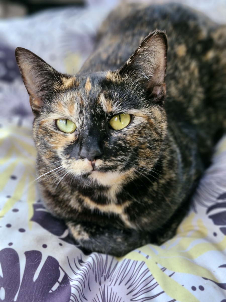 DRU Animal Rescue - PetRescue