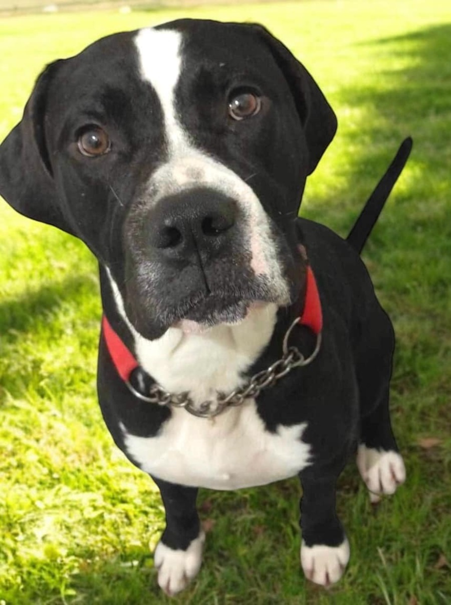 Jax - Medium Male Staffy Mix Dog in QLD - PetRescue