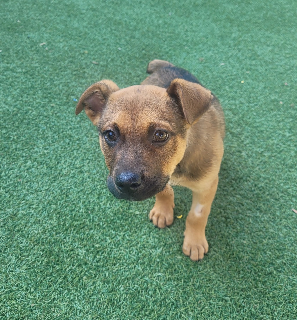 Rue - Medium Male Australian Stumpy Tail Cattle Dog x Rottweiler Mix ...