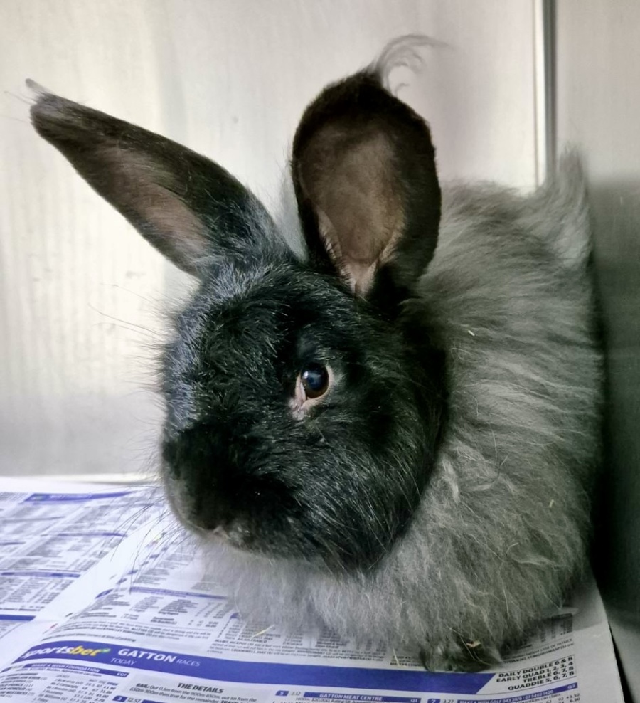 Darryl - Male Angora Mix Rabbit in SA - PetRescue