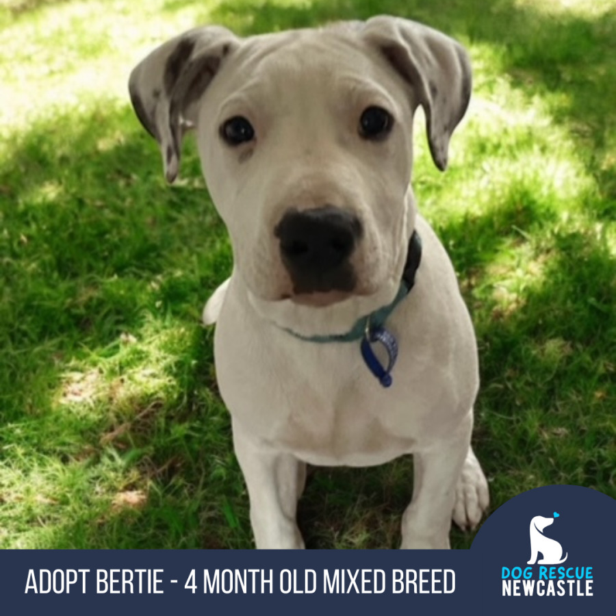 Bertie - 4 Month Old Mixed Breed (Trial) - Medium Male Mixed Breed Mix ...