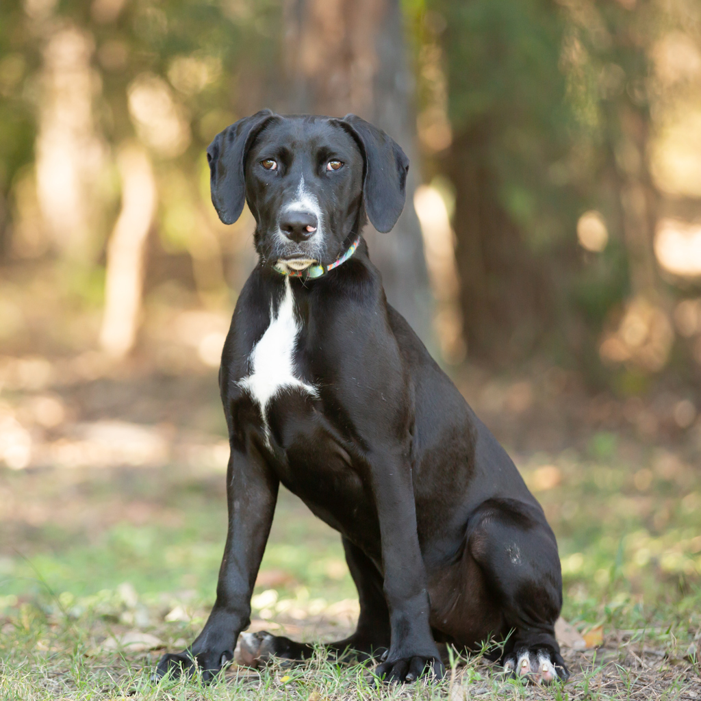 Donna - Medium Female Labrador x Pointer Mix Dog in QLD - PetRescue