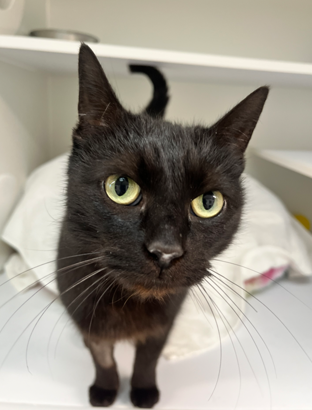 Millicent - Female Domestic Short Hair Mix Cat in VIC - PetRescue