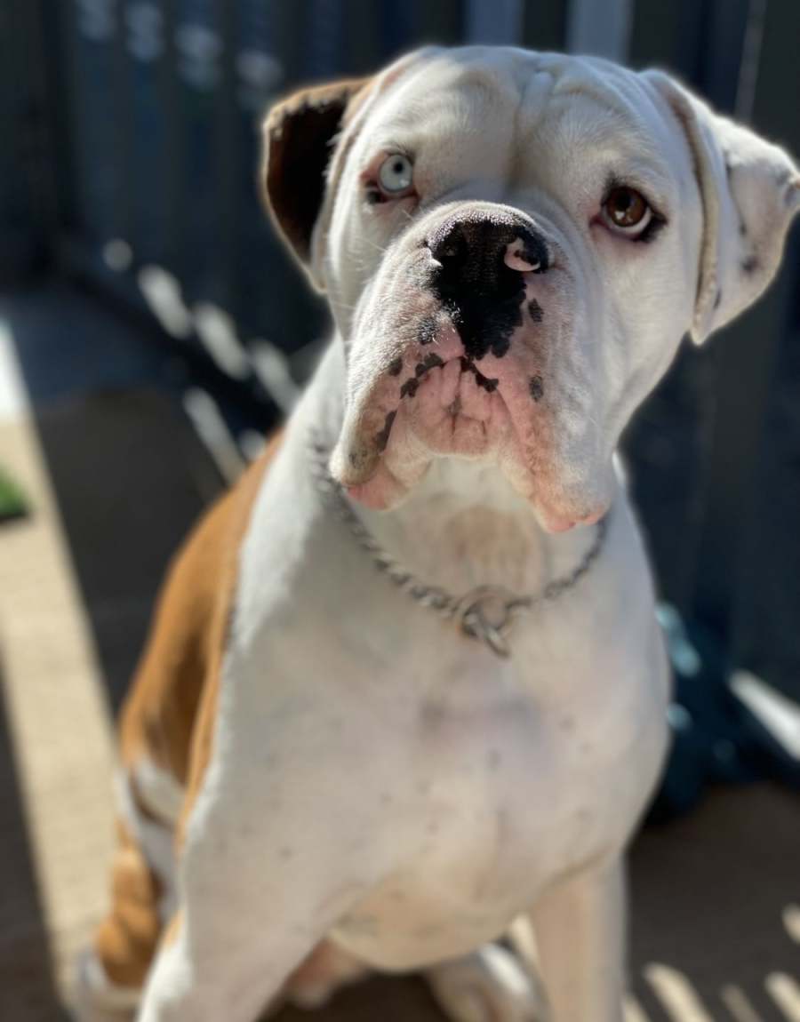 Jax - Medium Male Boxer Dog in VIC - PetRescue