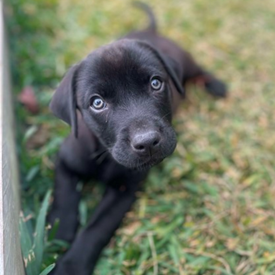 Einstein - Large Male Labrador Mix Dog in QLD - PetRescue
