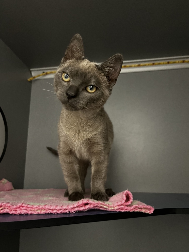 Alair - Male Burmese Mix Cat in QLD - PetRescue