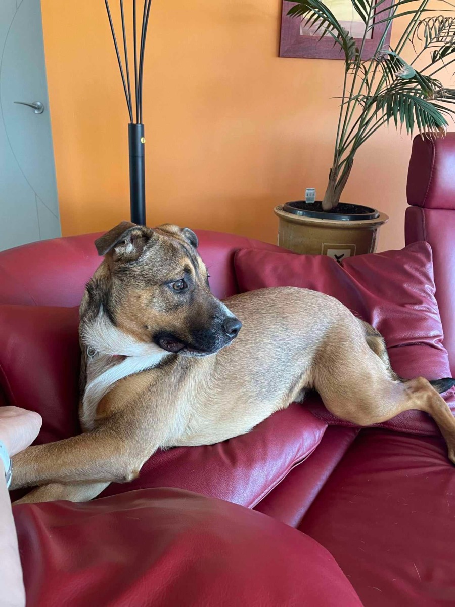 Maddox - Medium Male Staffy Dog in NSW - PetRescue