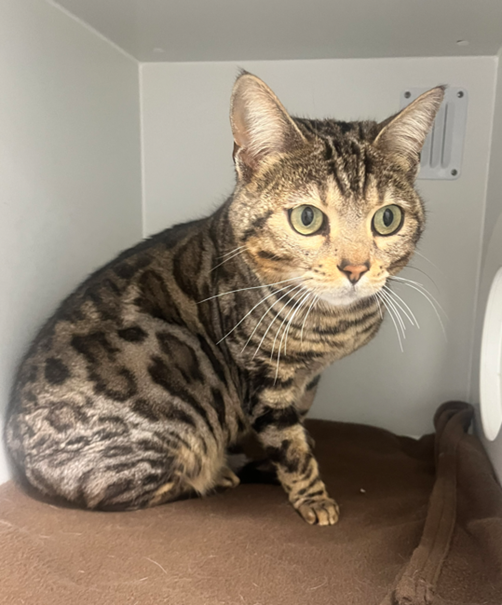 Chelsea - Female Bengal Mix Cat in VIC - PetRescue