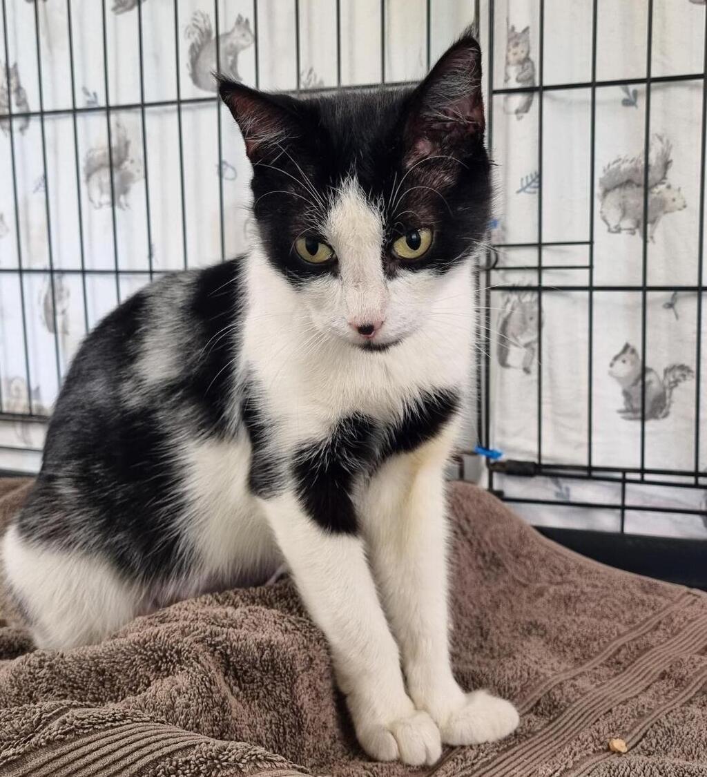 Cassandra - Female Domestic Short Hair Mix Cat in QLD - PetRescue