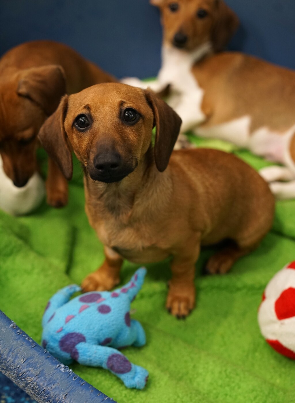 Oliver - Small Male Miniature Fox Terrier x Dachshund, Miniature Mix ...