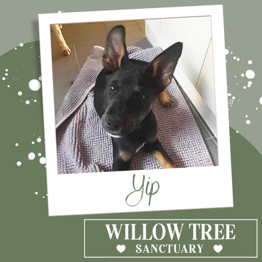 Yip - Medium Female Shar-Pei Mix Dog in NSW - PetRescue