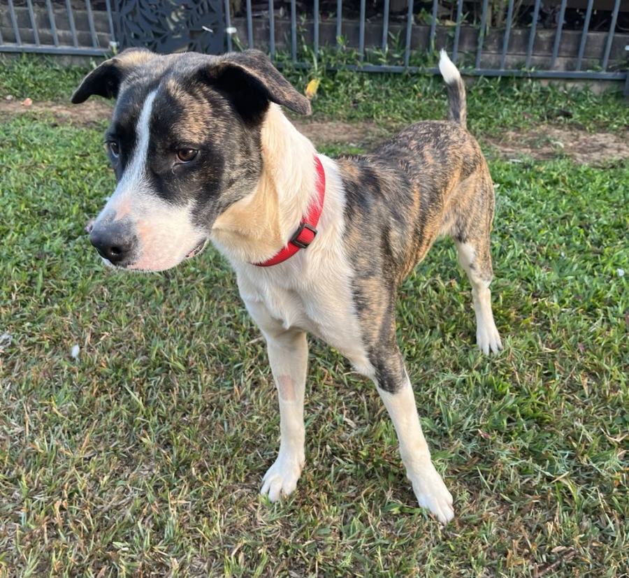 Puck - Medium Male Mixed Breed Mix Dog in QLD - PetRescue