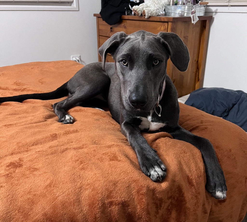 Marley - Large Female Great Dane x Kelpie Mix Dog in QLD - PetRescue