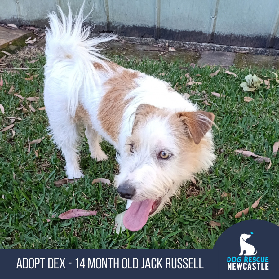 Dex - 14 Month Old Jack Russell (Trial) - Small Male Jack Russell ...