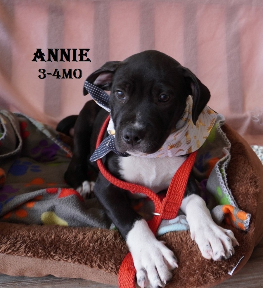 Annie - Medium Female Cross breed Dog in WA - PetRescue