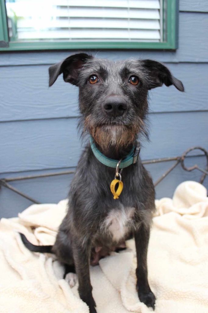 Narla - Medium Female Mixed Breed Dog in WA - PetRescue