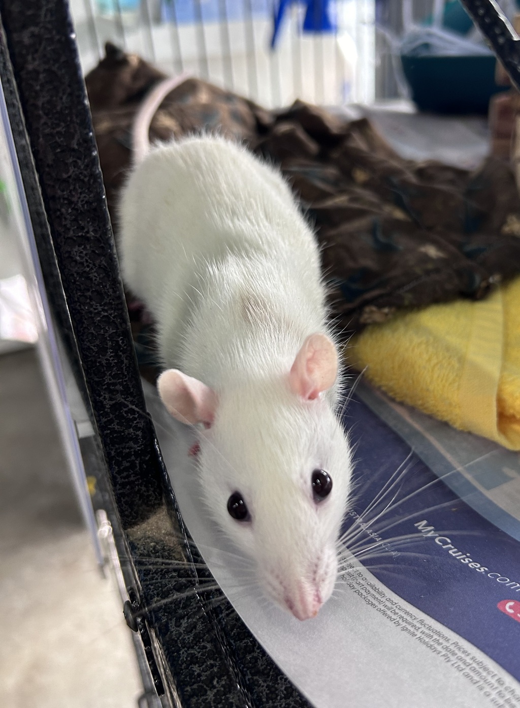 Honeybee - Female Rat Rodent in VIC - PetRescue
