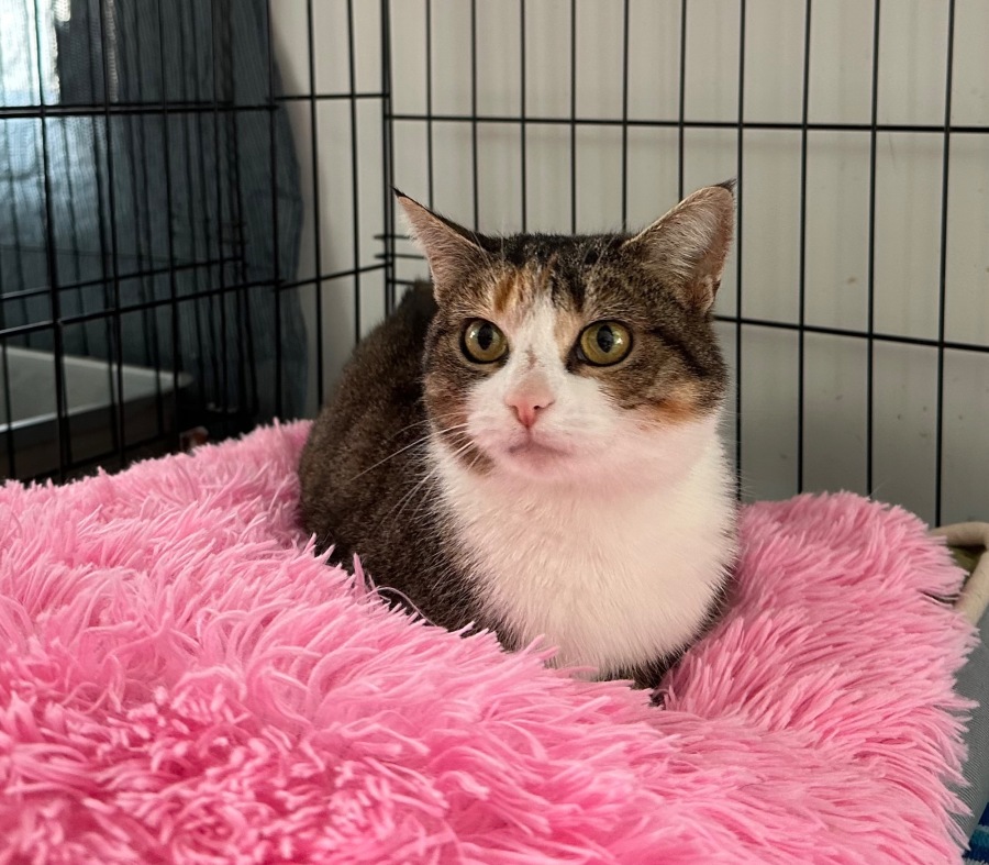 Eclair - Female British Shorthair Mix Cat in VIC - PetRescue