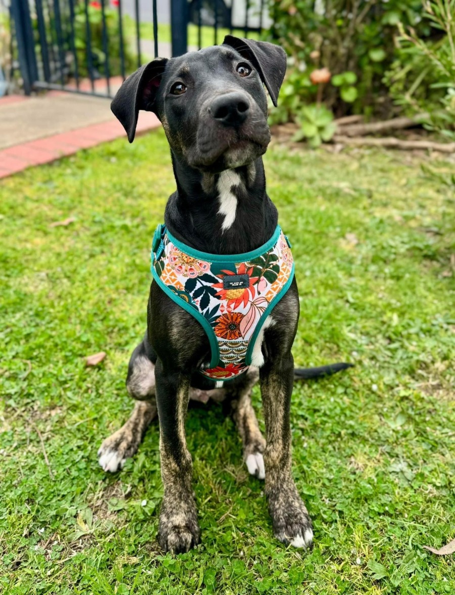 Takumi - Medium Male Staffy Mix Dog in VIC - PetRescue