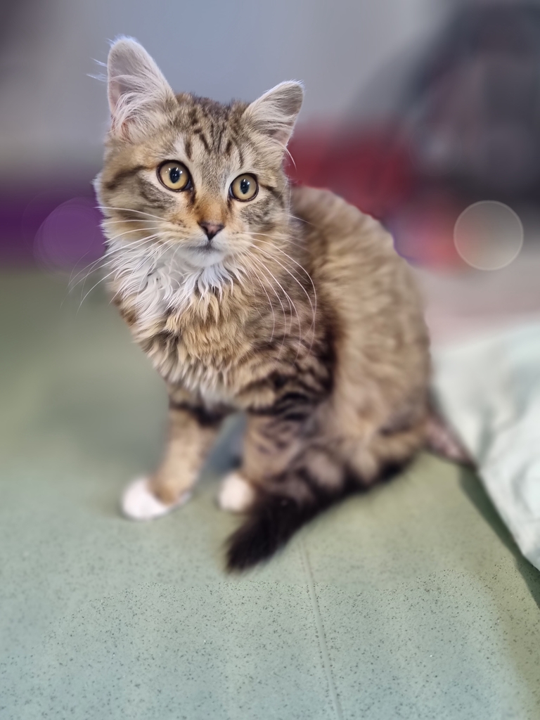Flicker - Male Domestic Medium Hair Mix Cat in QLD - PetRescue