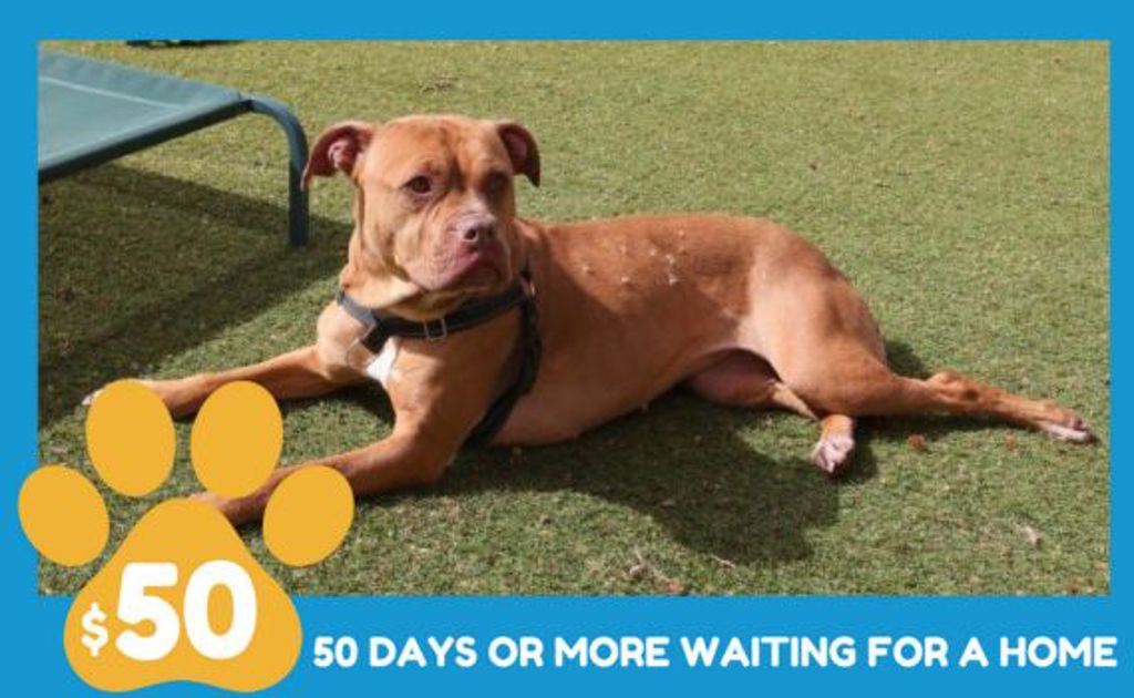 Ginger - Medium Female Staffordshire Bull Terrier Mix Dog in VIC ...