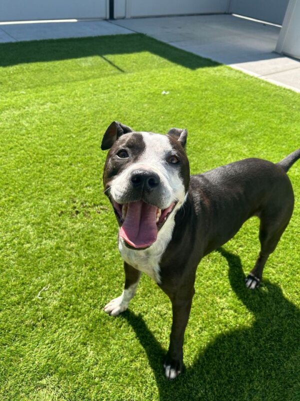 Biffy - Large Male American Staffordshire Terrier Dog in NSW - PetRescue