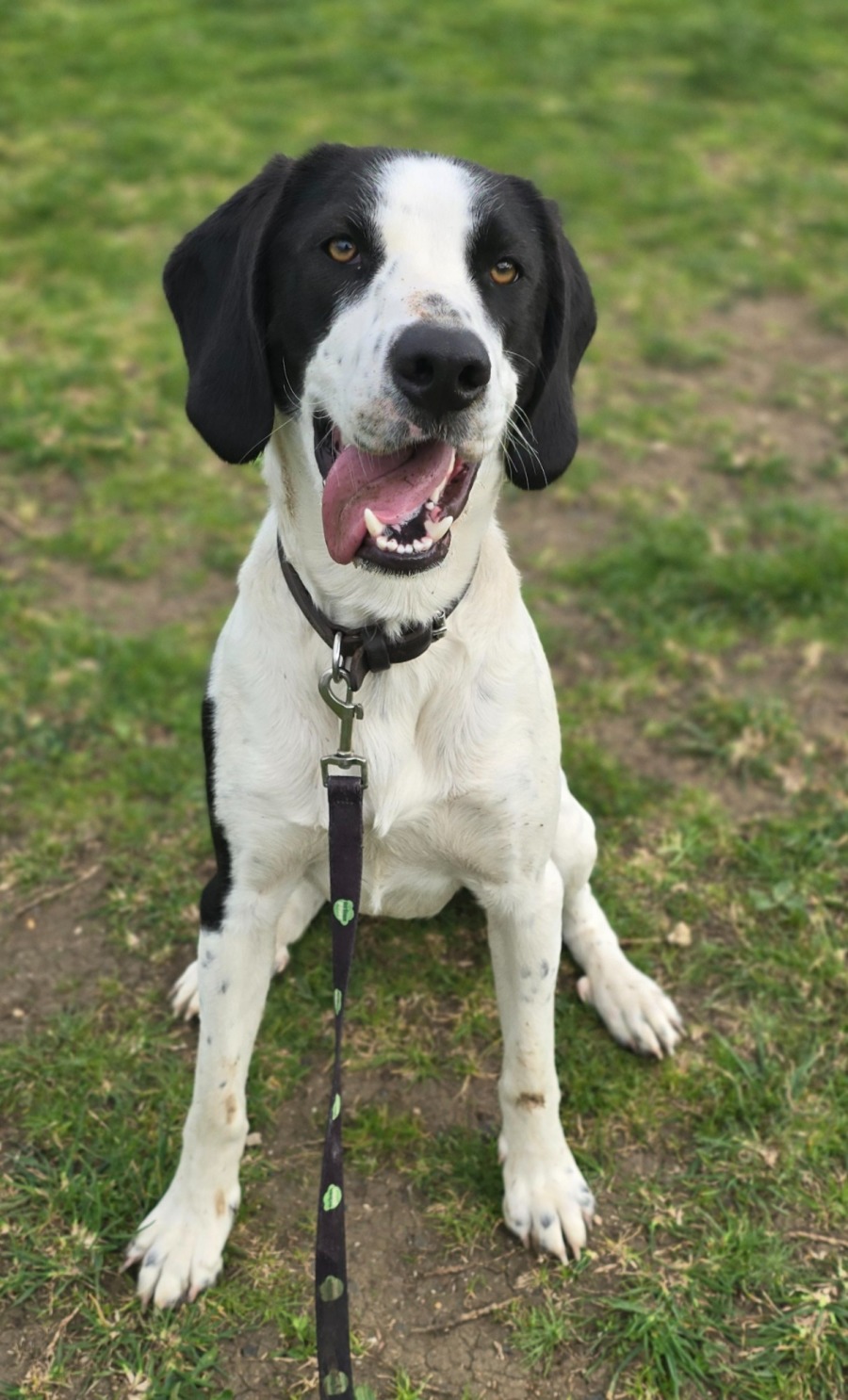 Lionel - 64107 - Large Male Border Collie x German Shorthaired Pointer ...