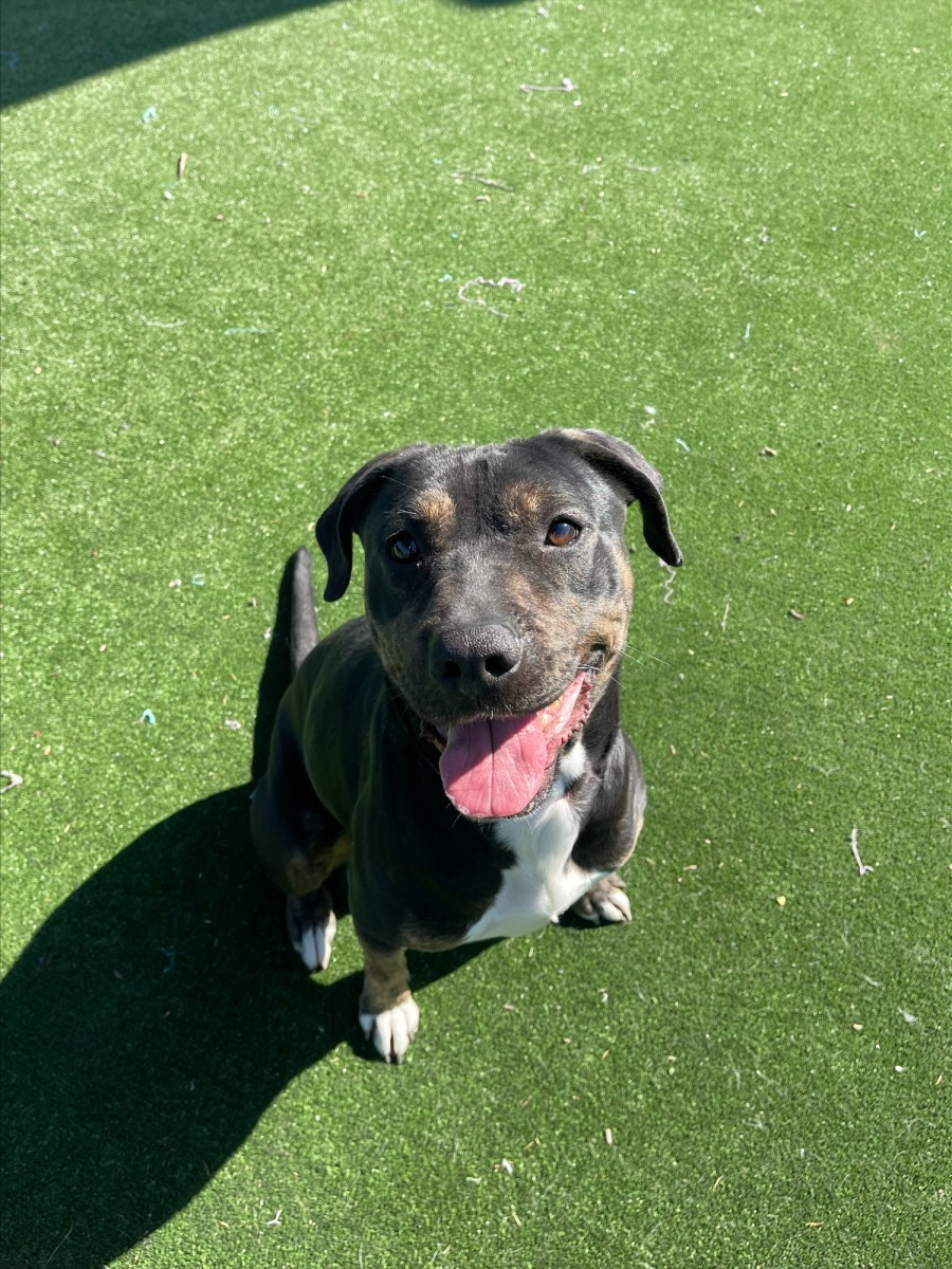 Lollie imp 1396 - Medium Female Staffy x Rhodesian Ridgeback Dog in NSW ...