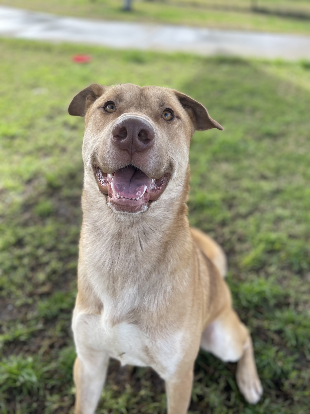 Otis - Large Male Alaskan Malamute x Labrador Mix Dog in VIC - PetRescue