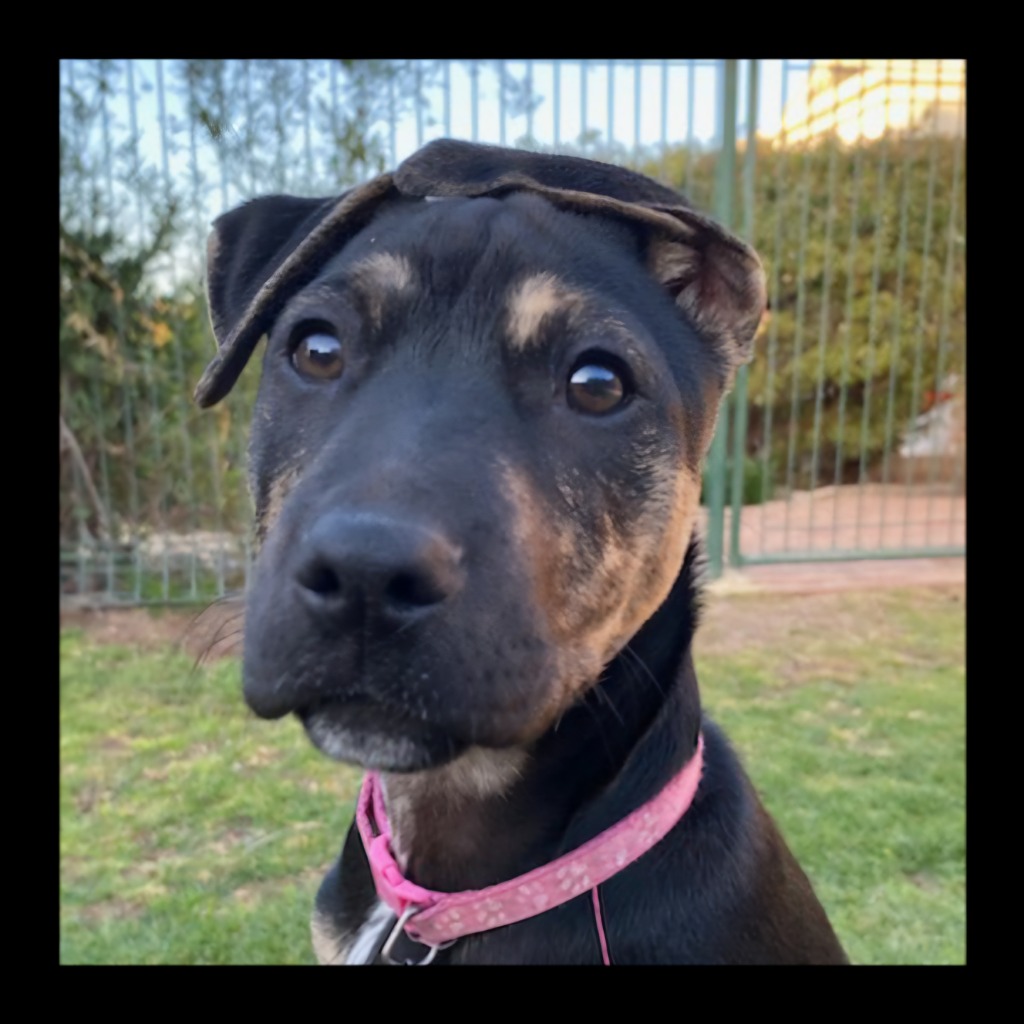 Princess Fiona - Medium Female Mixed Breed Dog in WA - PetRescue