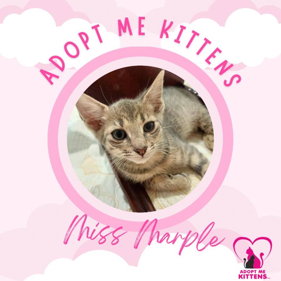 Miss Marple - Female Domestic Short Hair Cat in QLD - PetRescue