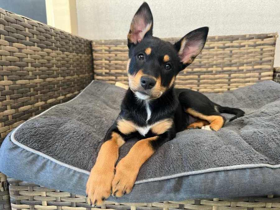 Agnetha - Medium Female Kelpie Dog in VIC - PetRescue
