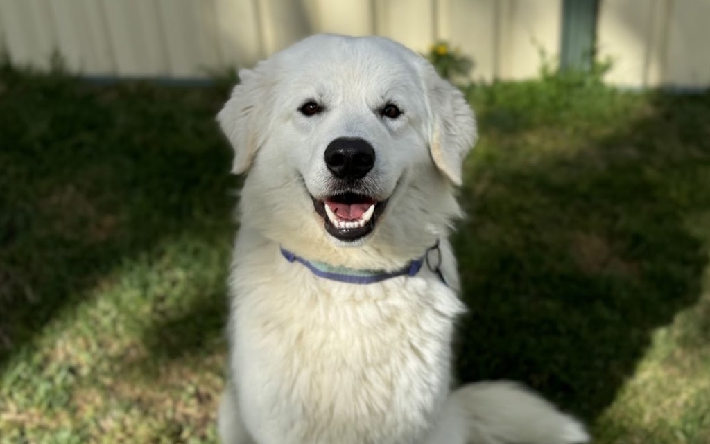 Murphy - Large Male Maremma Sheepdog Mix Dog in VIC - PetRescue