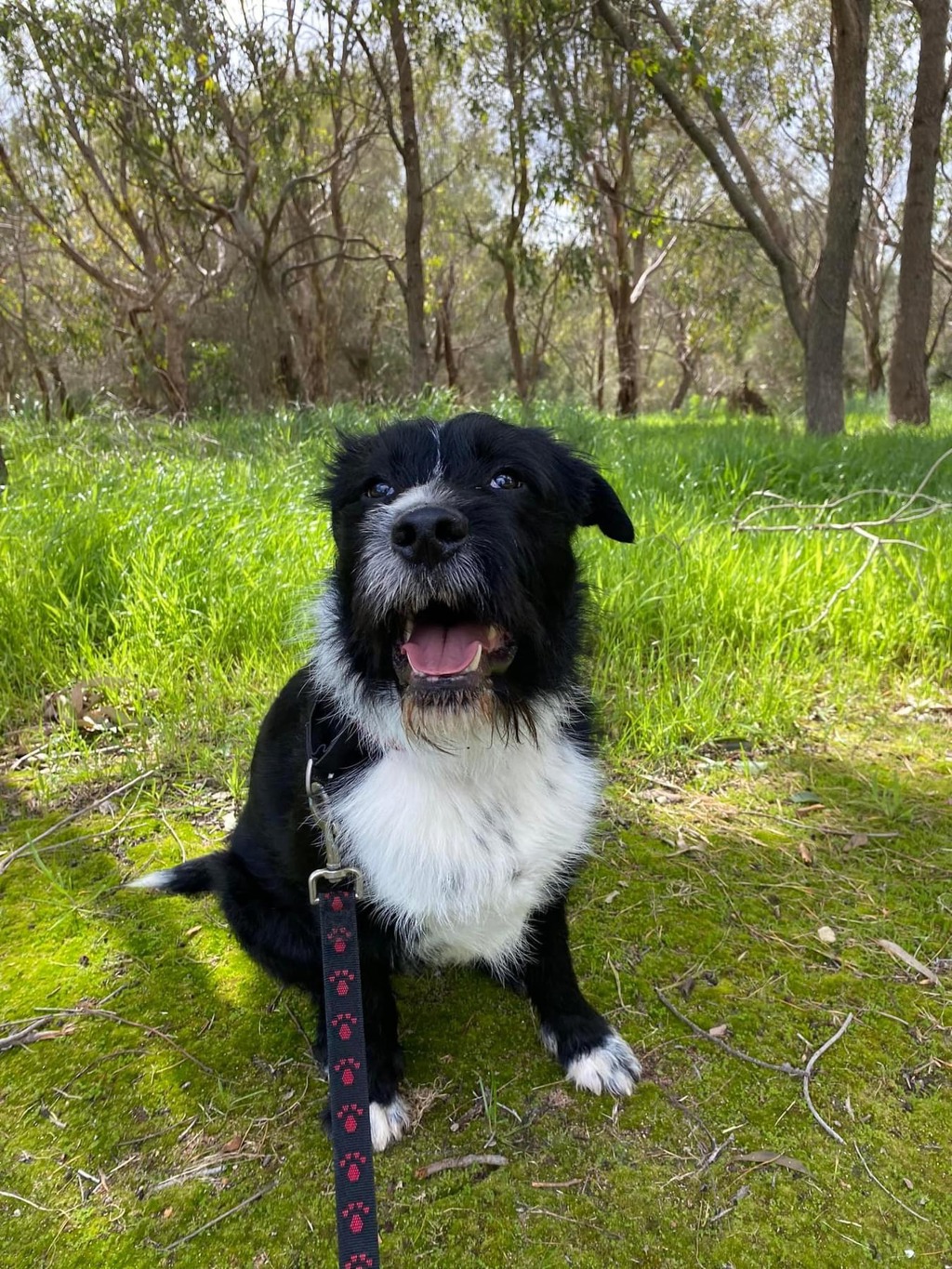 Darcy - Medium Male Medium Crossbreed Mix Dog in WA - PetRescue