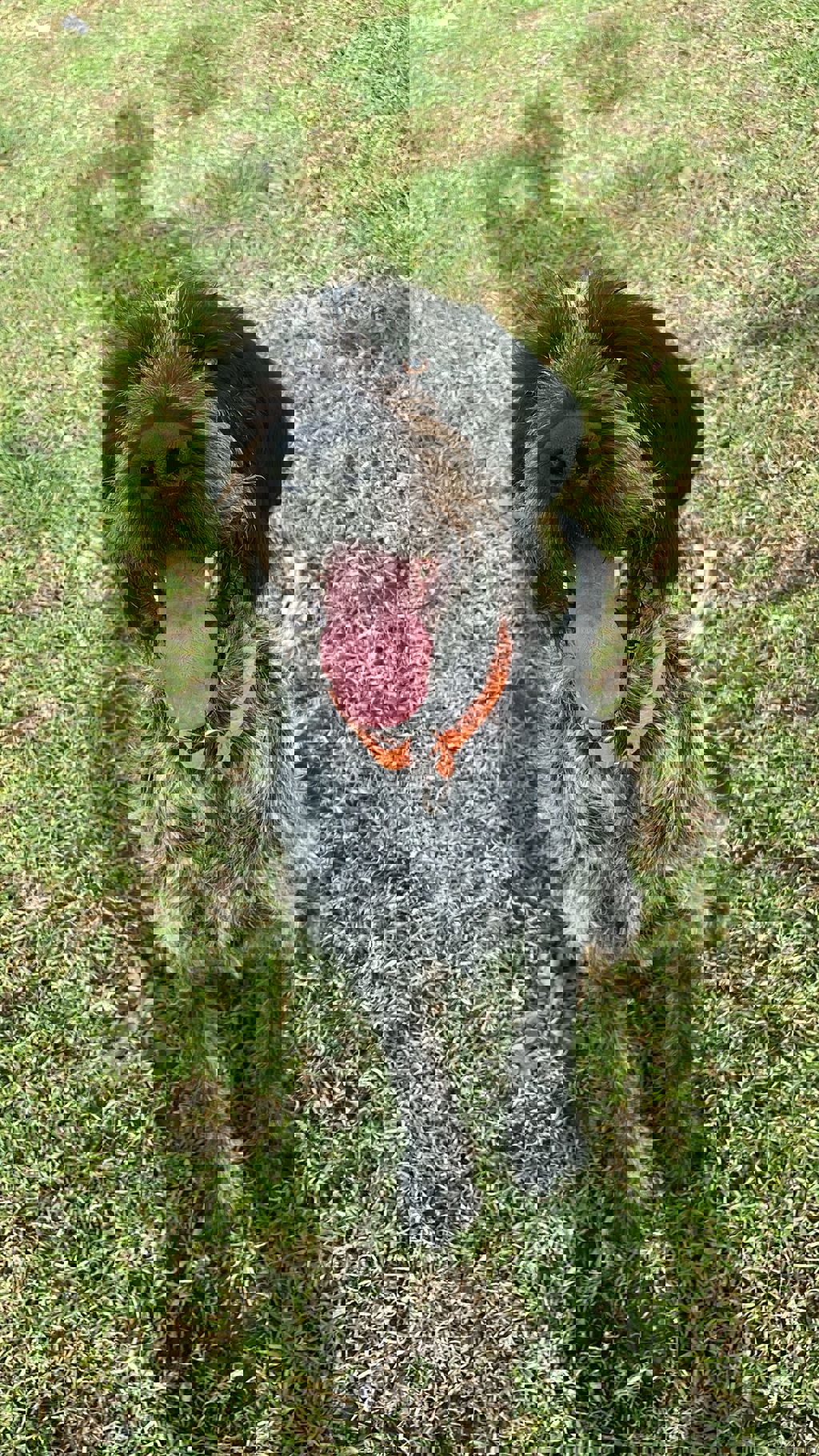 Snoop - Large Male German Wirehaired Pointer Mix Dog in VIC - PetRescue