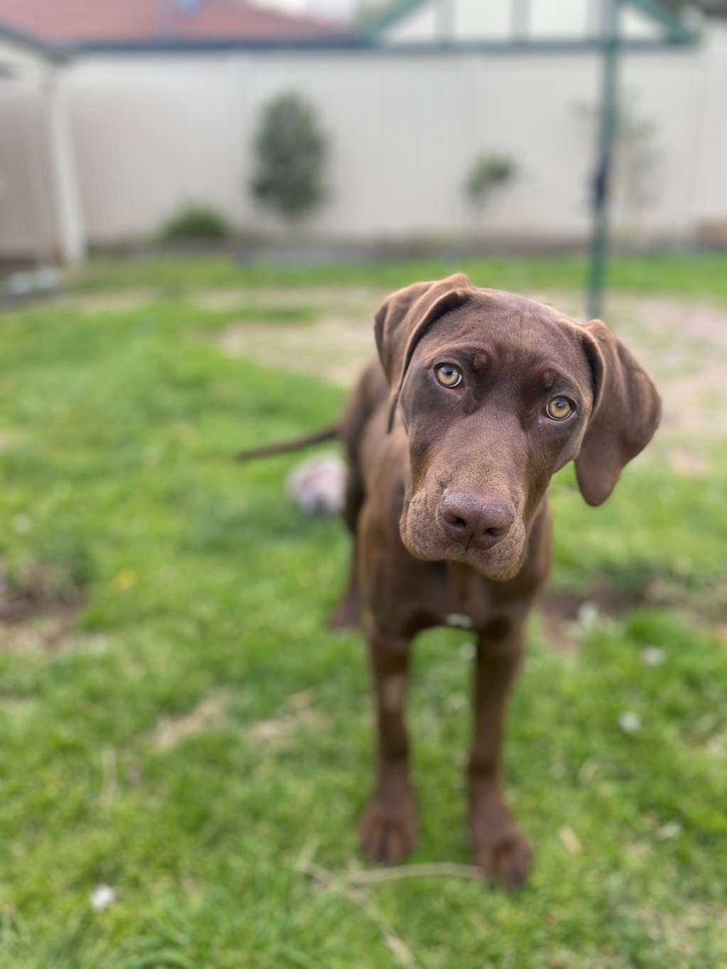 Gia - Large Female German Shorthaired Pointer x Great Dane Mix Dog in ...