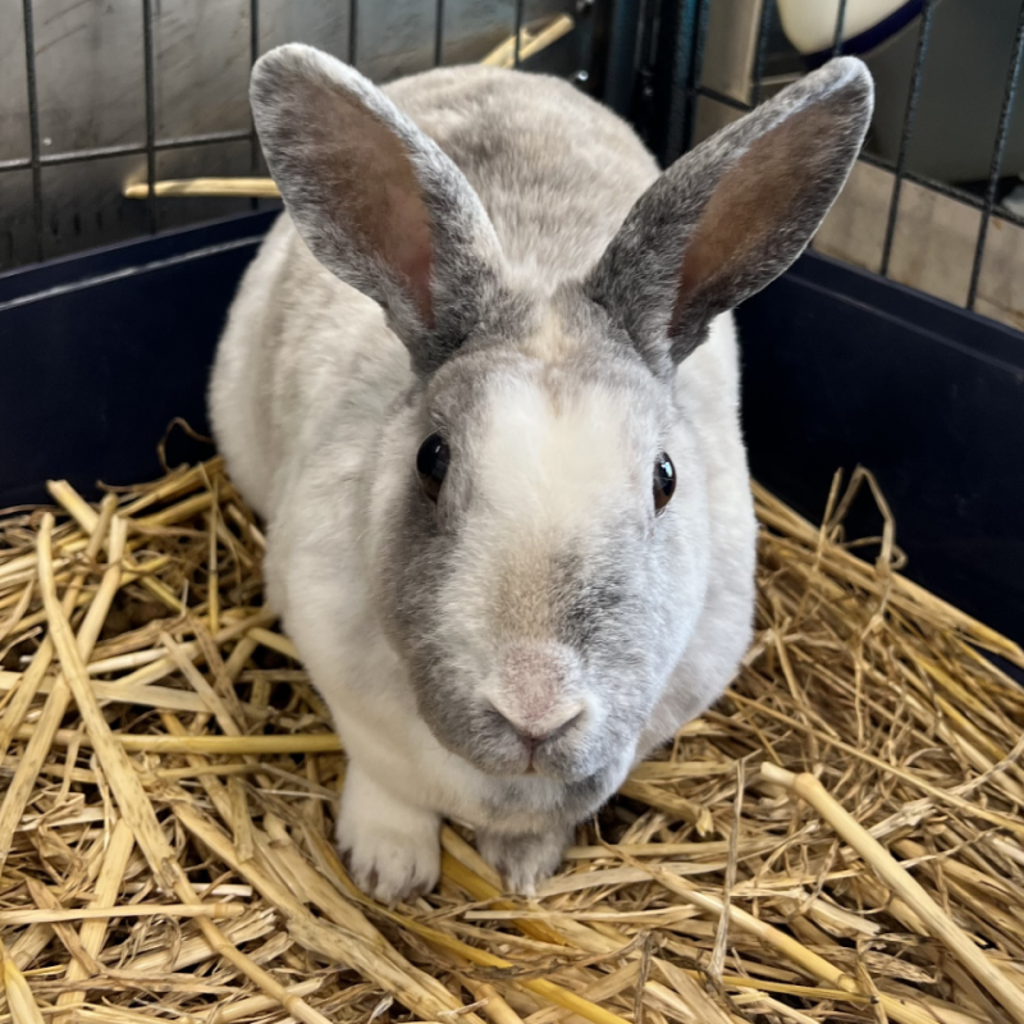 Dandelion - Female Rex Mix Rabbit in ACT - PetRescue