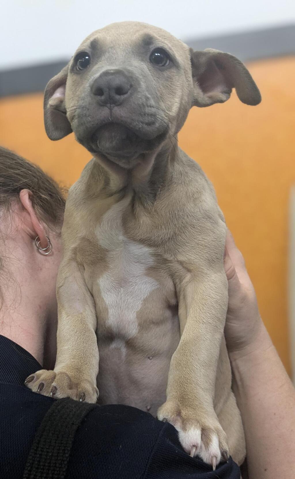 Layla - Small Female Rhodesian Ridgeback x American Staffordshire Bull ...