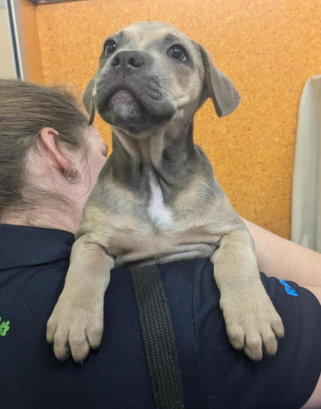 Buddy - Small Male Rhodesian Ridgeback x American Staffordshire Bull ...