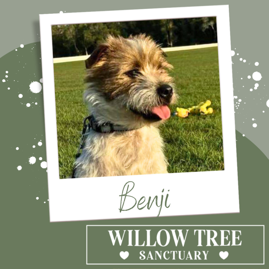 Benji - Small Male Jack Russell Terrier Mix Dog in QLD - PetRescue