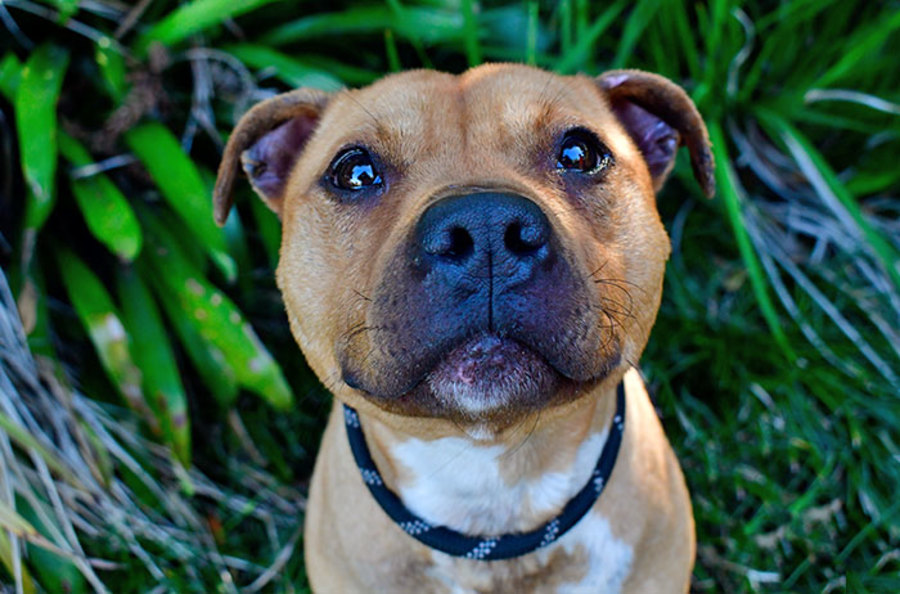 Buddy - Small Male Staffy Dog in NSW - PetRescue