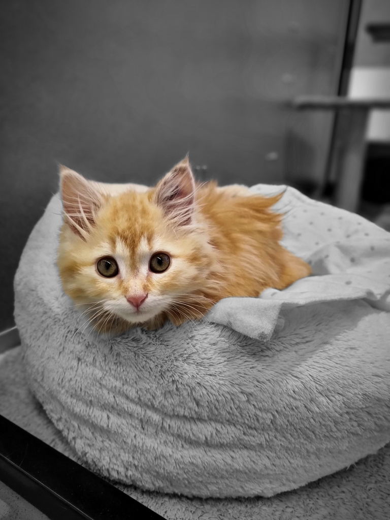 Bernadette - Female Manx Mix Cat in QLD - PetRescue