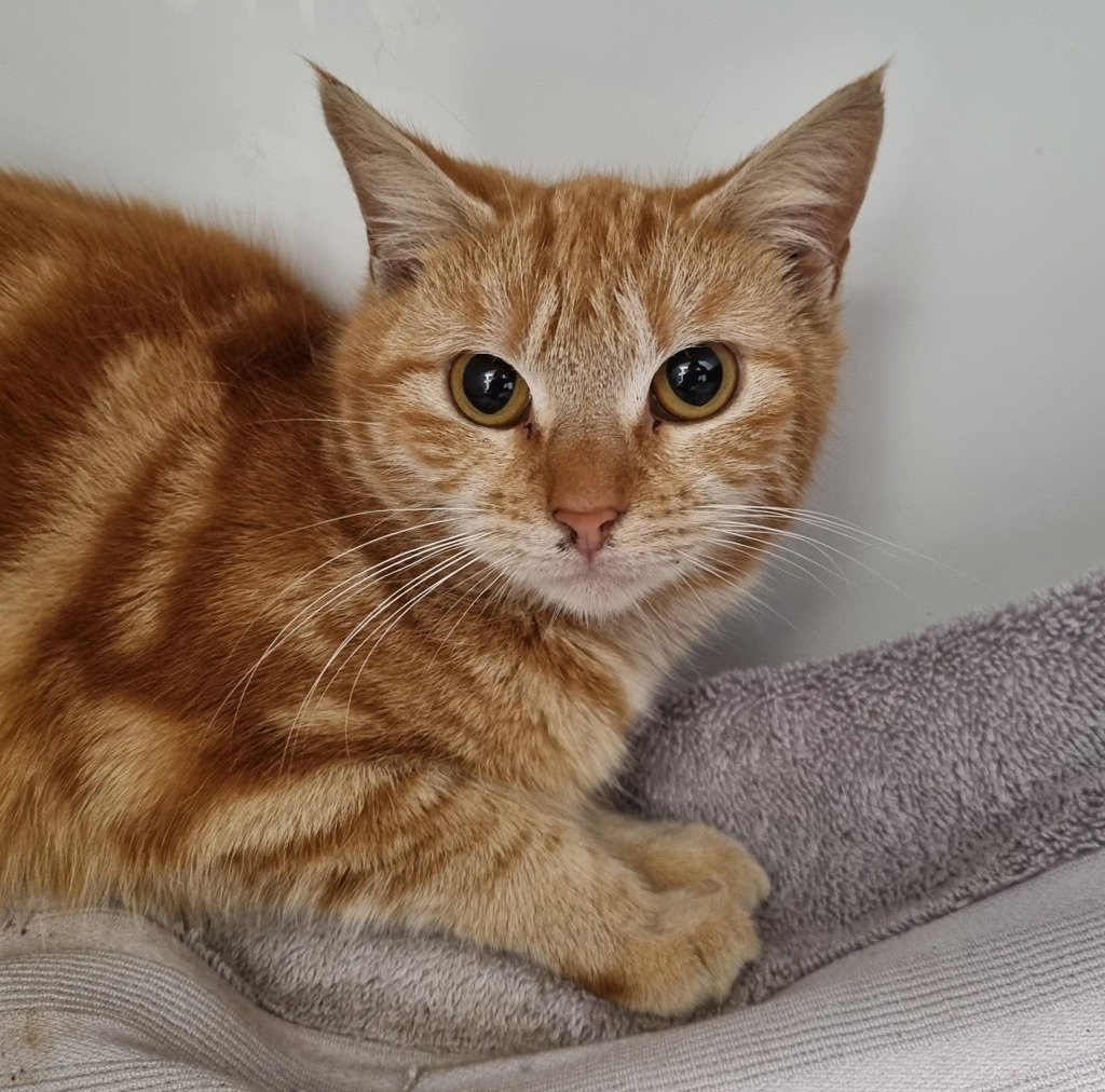 Piccolo - Female Domestic Short Hair Mix Cat in VIC - PetRescue