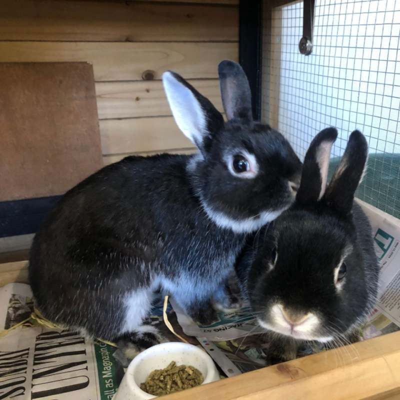 Klaus - Male Silver Marten Rabbit in NSW - PetRescue
