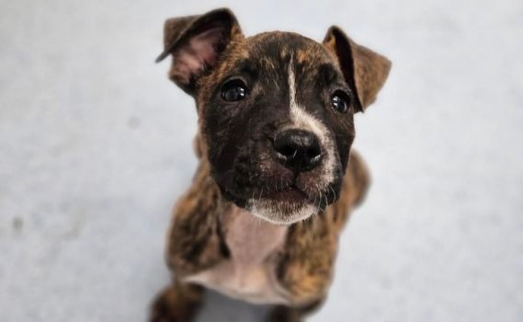 Angel - Small Female American Staffy Mix Dog in VIC - PetRescue