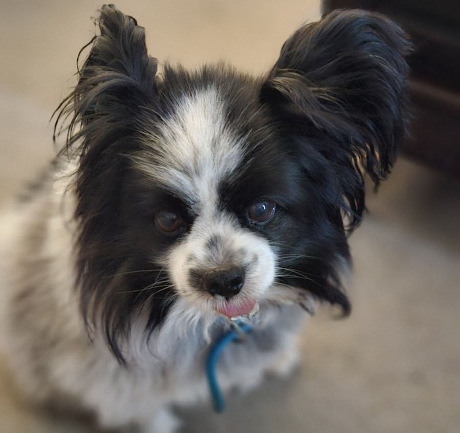 Buddy - Small Male Papillion Mix Dog in QLD - PetRescue