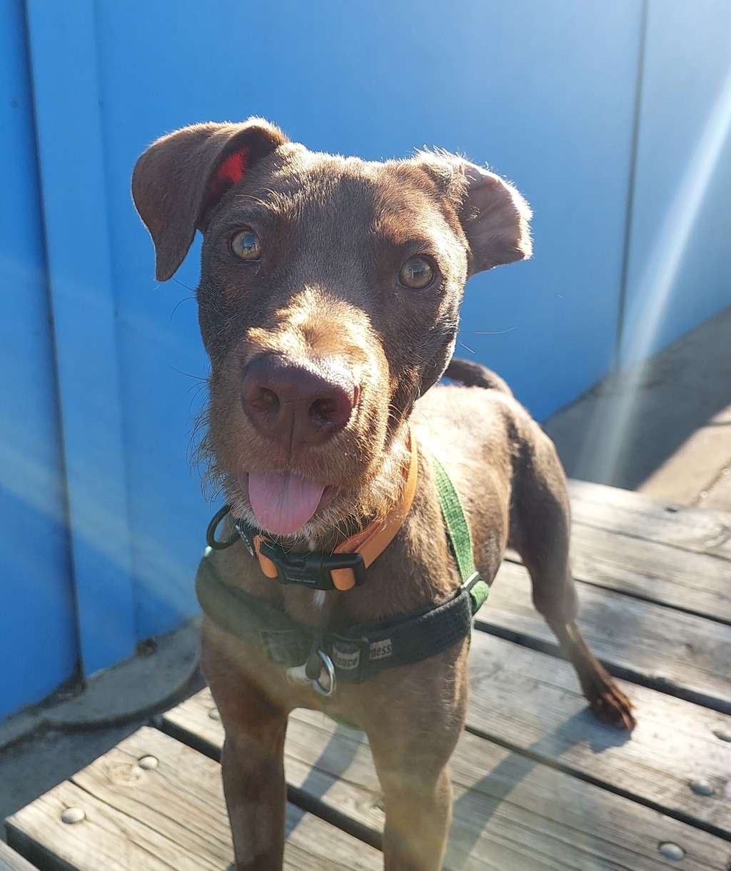 Lupin - Medium Male Medium Cross Breed Mix Dog in QLD - PetRescue