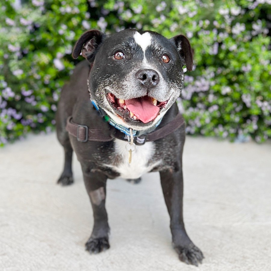 Augustus - Medium Male Staffordshire Bull Terrier Dog in VIC - PetRescue