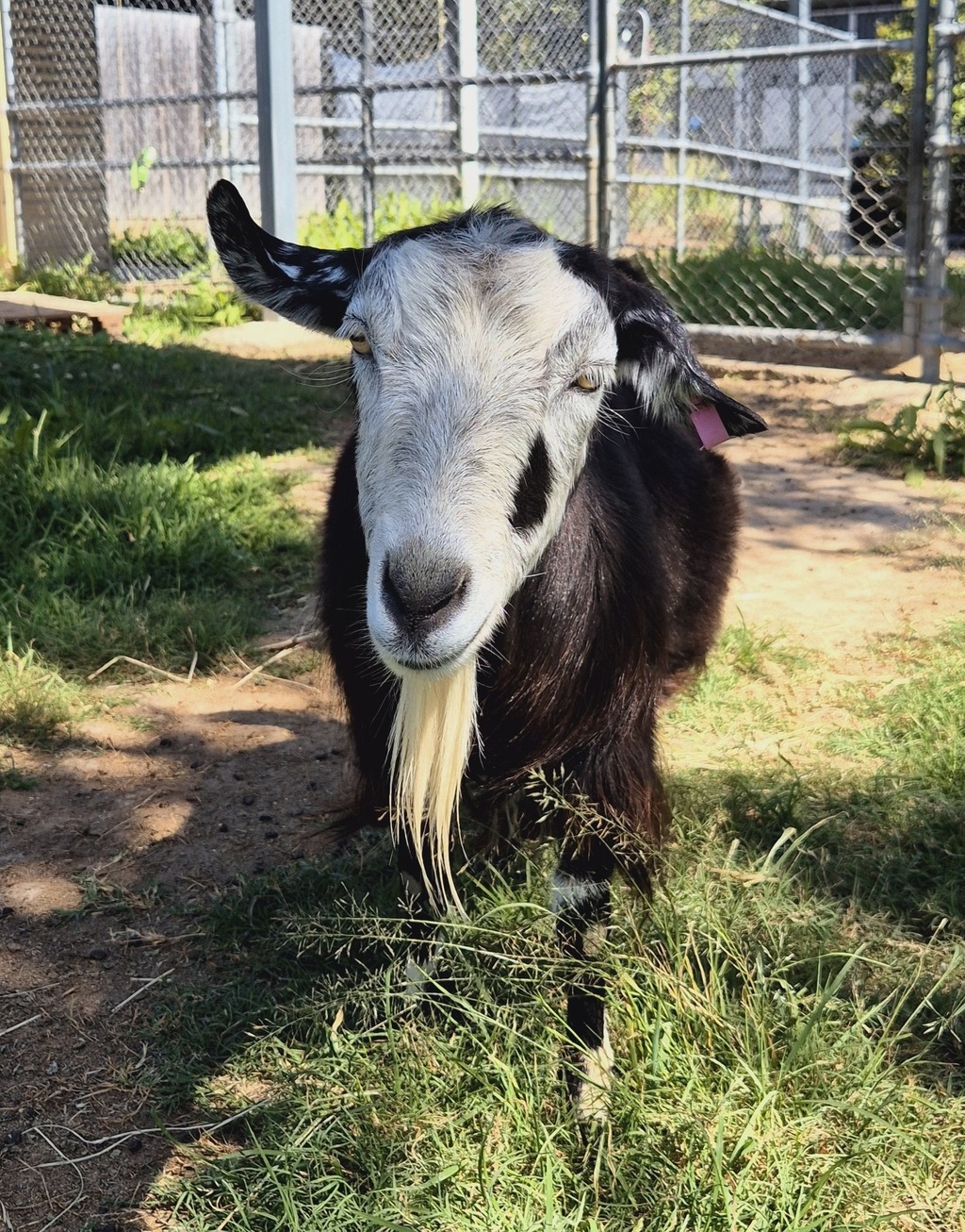 Pepsi - Female Alpine Mix Goat in QLD - PetRescue